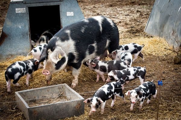 Gødning og sprøjtegift | Faktalink